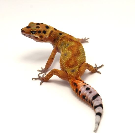2023 Clown Pair Nkh Free Shipping Leopard Gecko by Tucson’s finest Leo’s