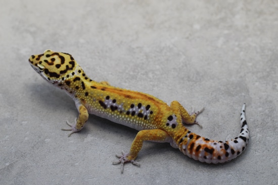 2024 Male Aftermath Project Nkh Leopard Gecko by Tucson’s finest Leo’s