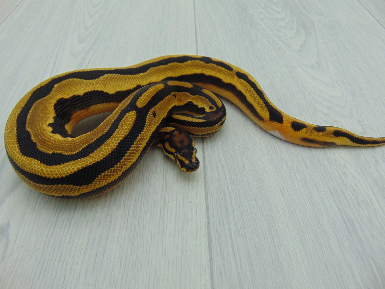 Leopard Yellowbelly Orange Dream (Probably Super OD) Pos Het Pied Ball ...
