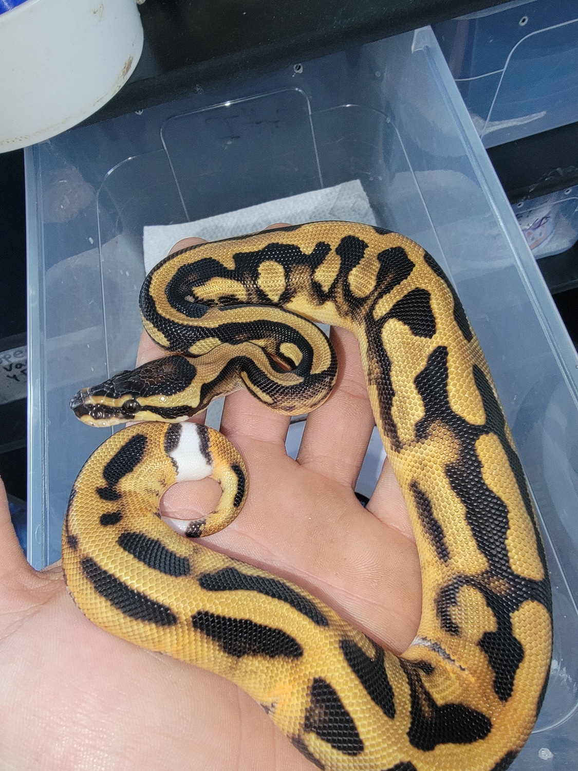 Pied Ball Python by Morphic Design Reptiles - MorphMarket