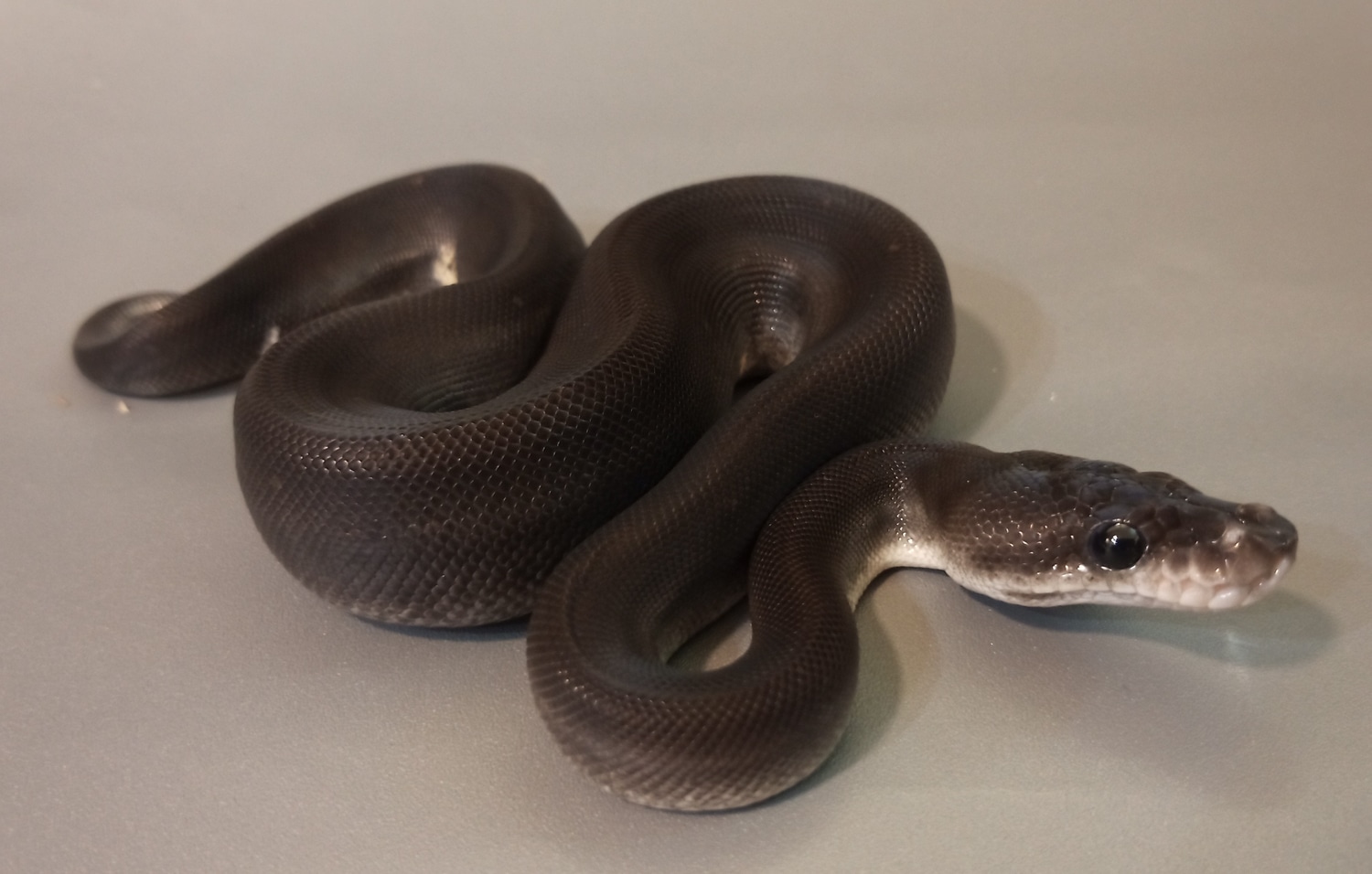 Super Black Pastel Het. Pied Ball Python by TS - MorphMarket
