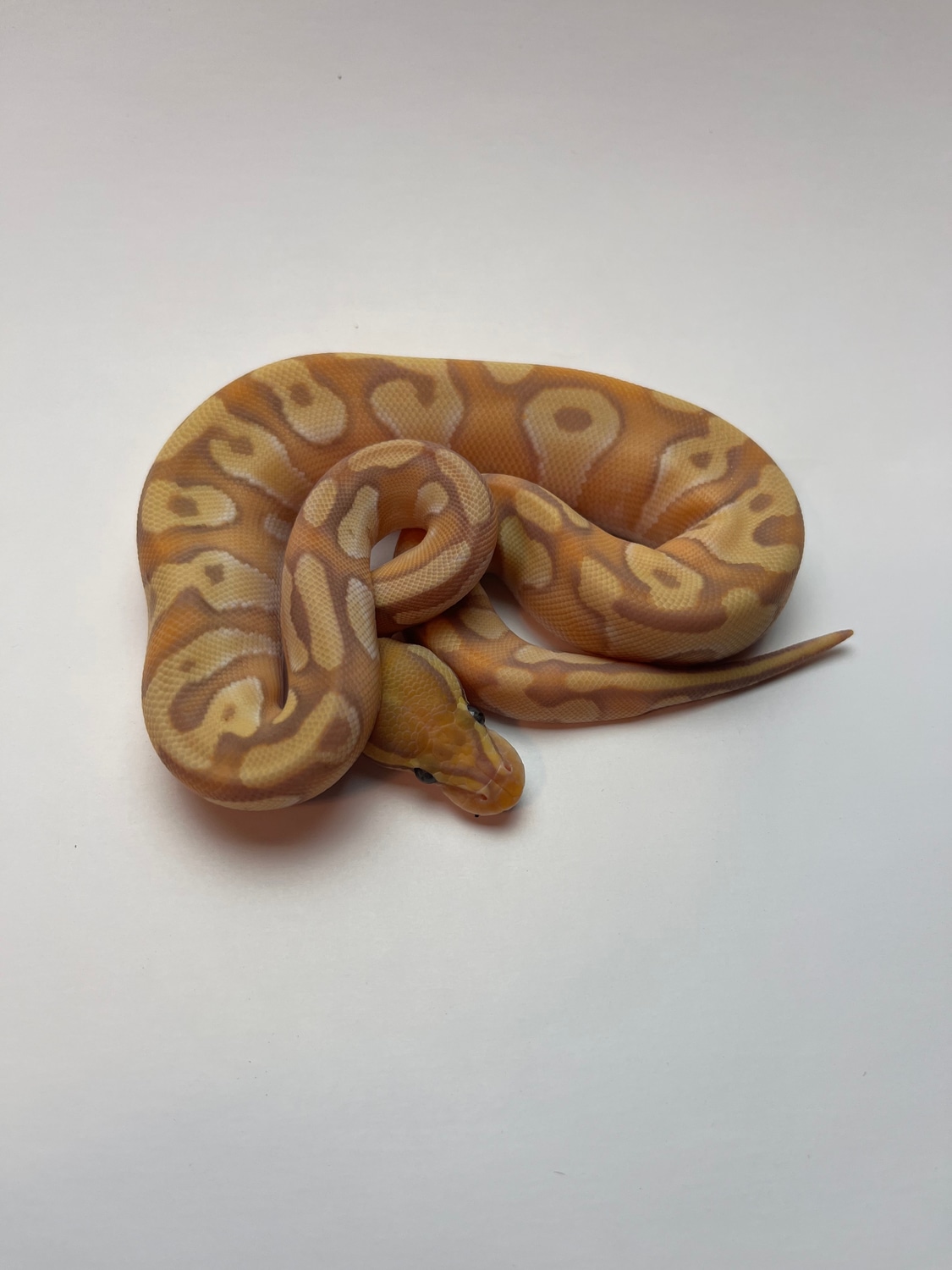 Banana Orange Dream Enchi Mojave Ball Python by Railway City Reptiles ...