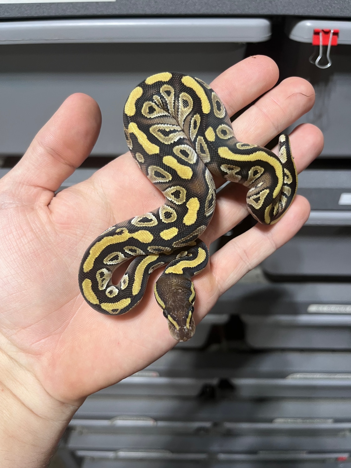 Mojave Het Tri-stripe Ball Python by Railway City Reptiles - MorphMarket