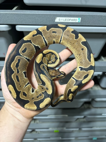 Blade Double Het Tri-stripe Clown Ball Python by Railway City Reptiles