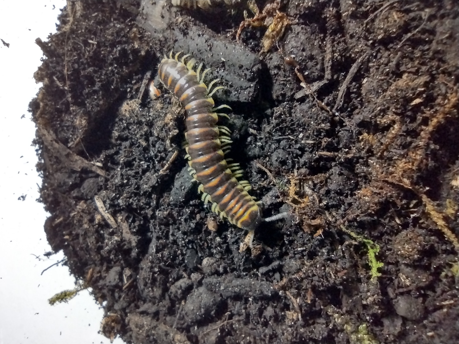 Yellow Legged 5 Pack (Pleuroloma Flavipes) Millipede by Thornz Art & Arthropods - MorphMarket