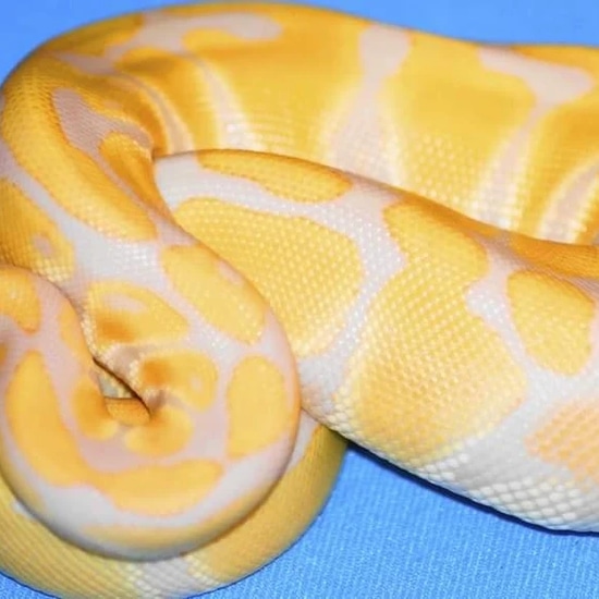Toffino Ball Python by Thorsten Gerlach HeideBalls