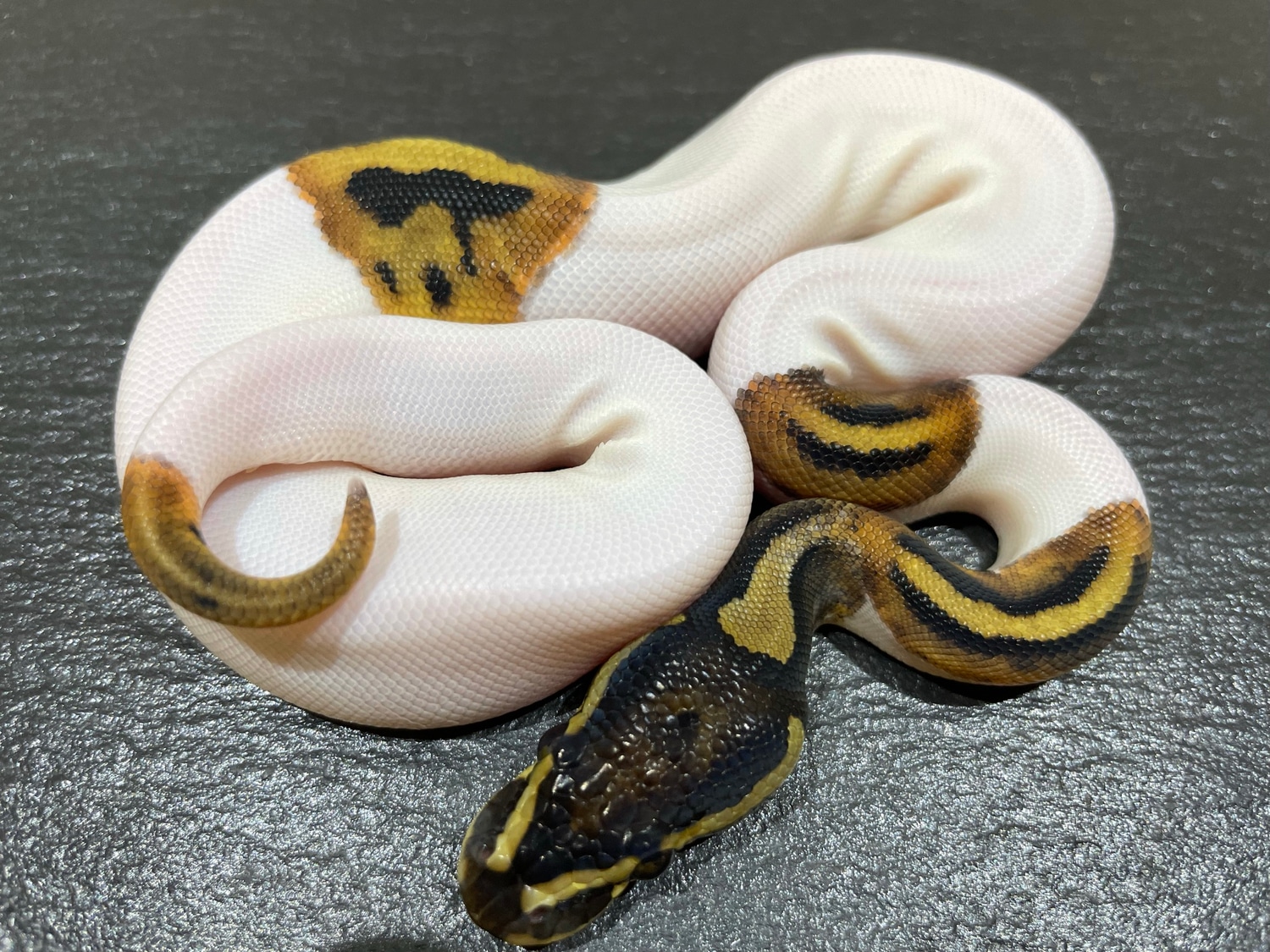 Piebald Het RECO Anery Ball Python by Three-oak-pythons - MorphMarket
