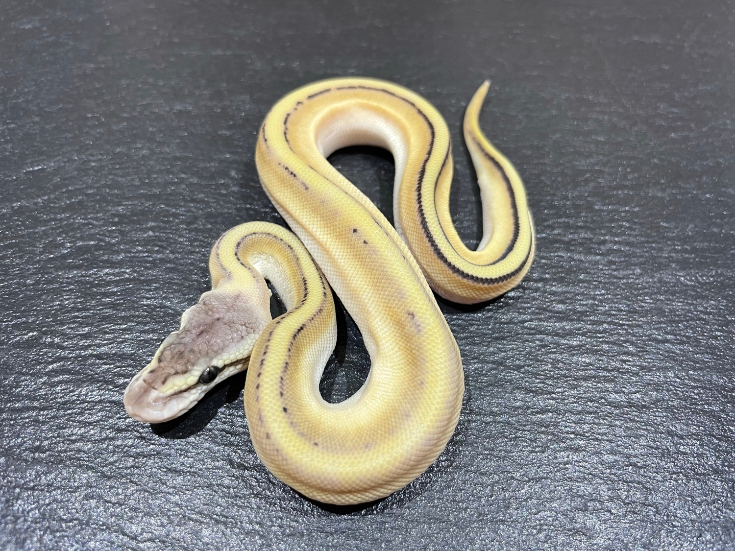 Butter Super Pastel Genetic Stripe Ball Python by Three-oak-pythons ...
