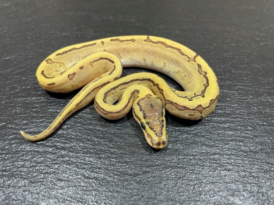 Butter Pos Fire Pinstripe Het Piebald Ball Python by Three-oak-pythons