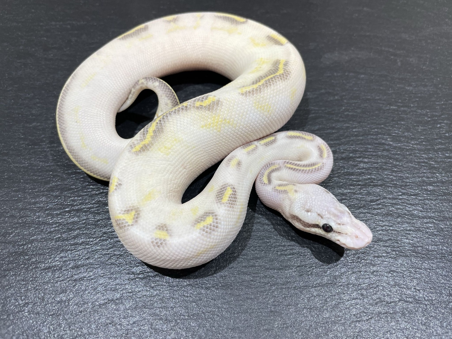 Phantom Pastel Highway Ball Python by Three-oak-pythons - MorphMarket