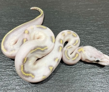 Phantom Pastel Highway Ball Python by Three-oak-pythons - MorphMarket