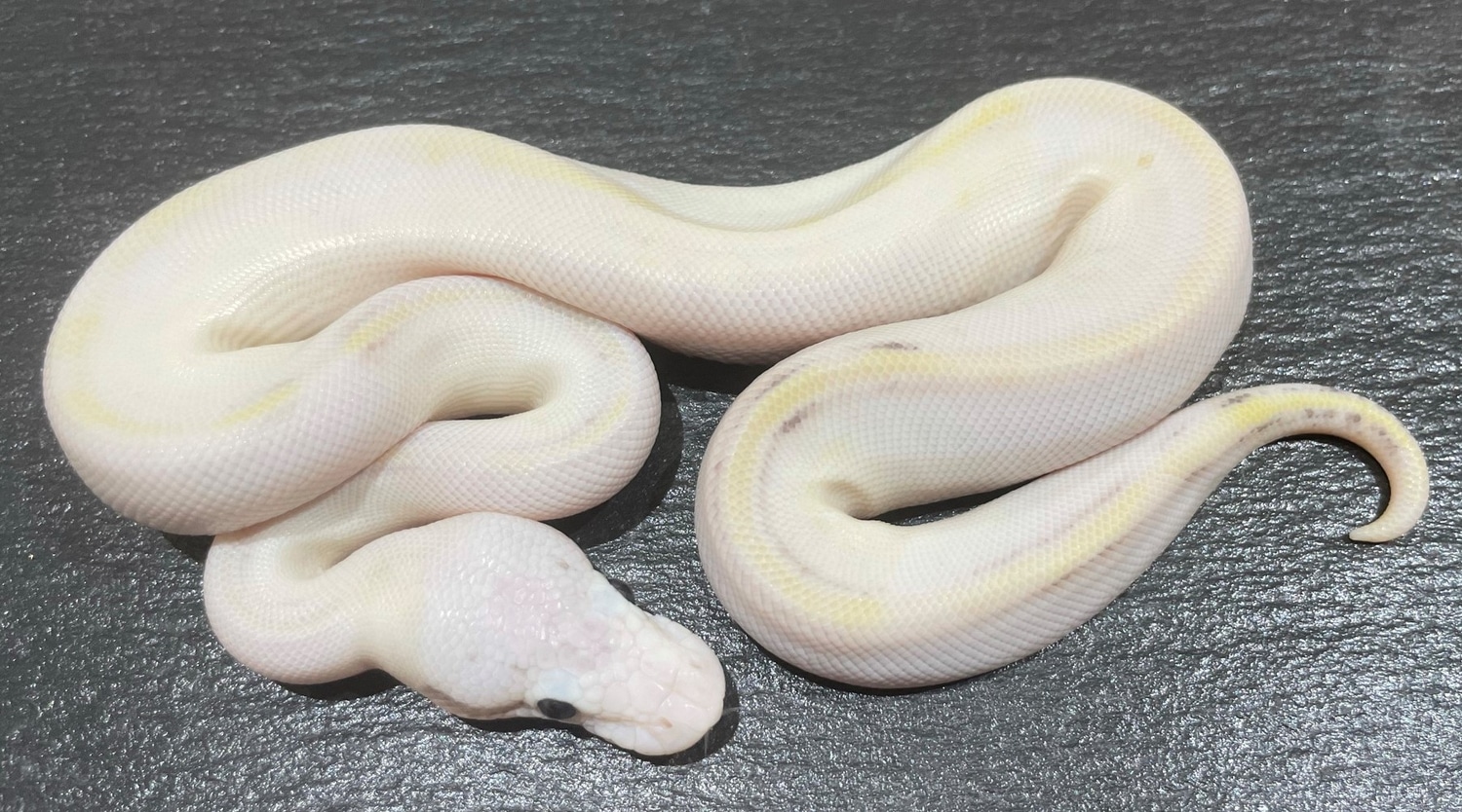 Phantom Pastel Highway Woma Ball Python by Three-oak-pythons - MorphMarket