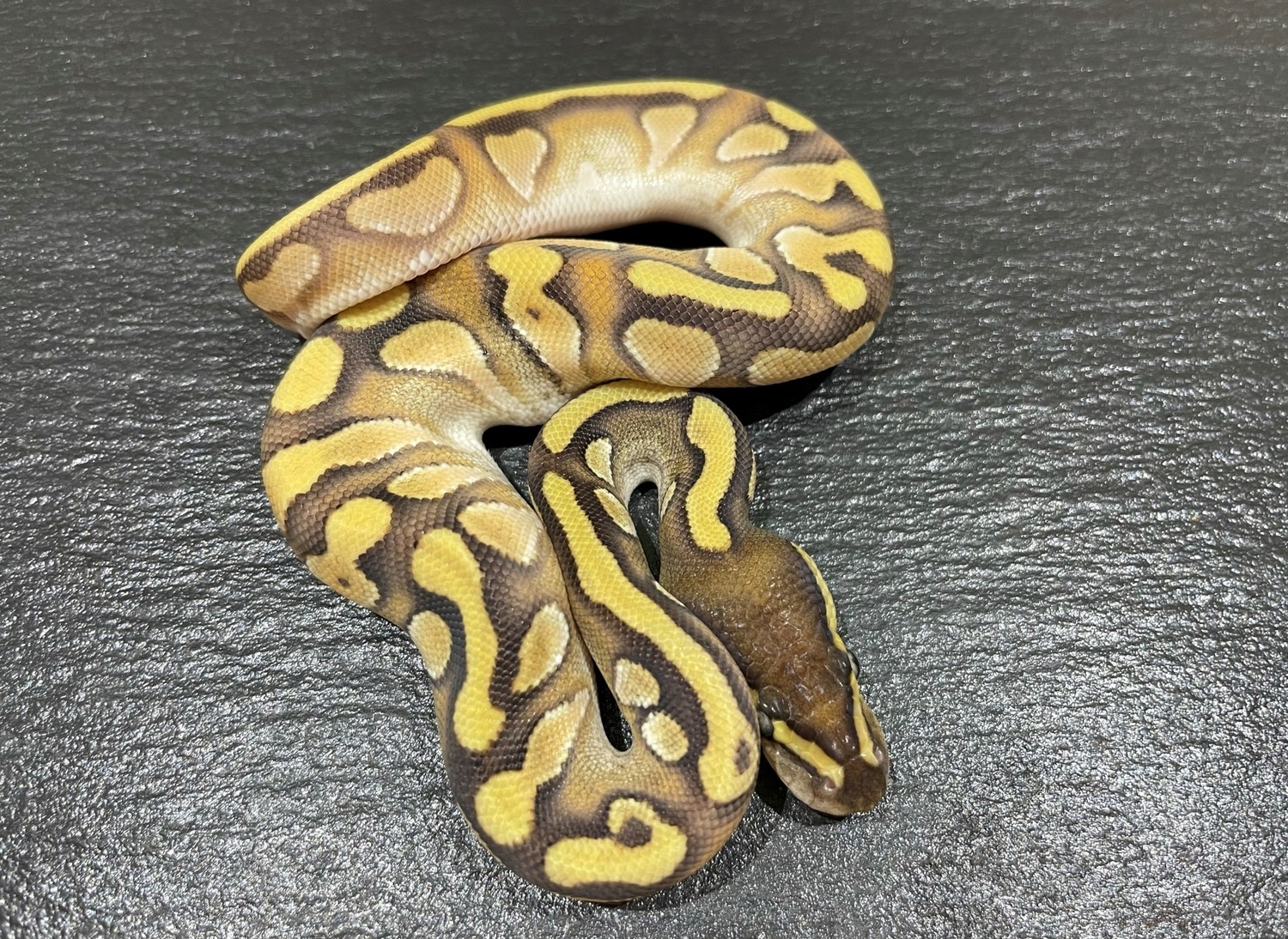 Enchi Mojave Vanilla Ball Python by Three-oak-pythons - MorphMarket