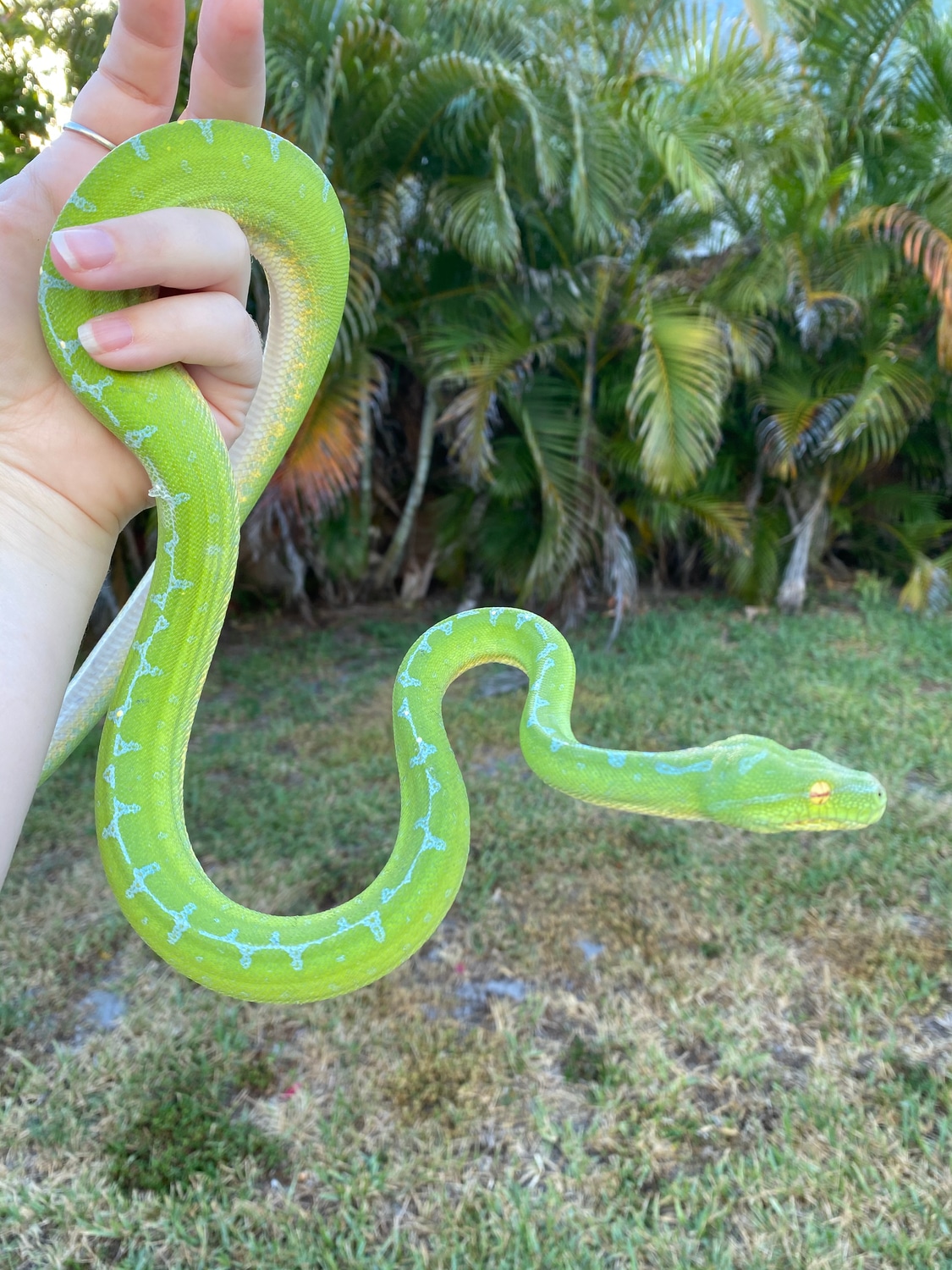 Sorong Green Tree Green Tree Python by Coldblooded DNA - MorphMarket