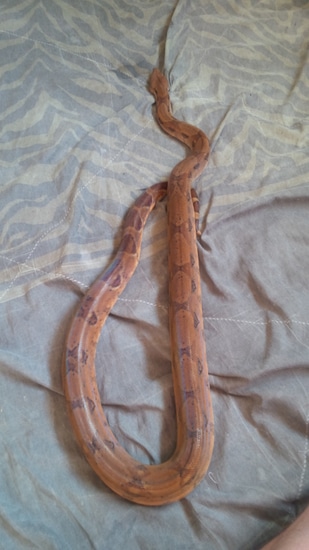 Central American Hypo Possible Het Vpi Boa Constrictor by Three fat ...