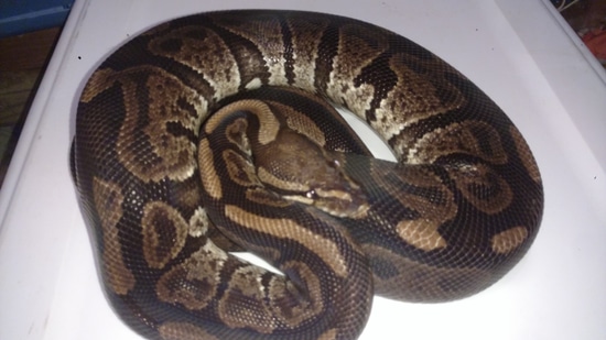 Sable Ball Python by Miles Reptiles