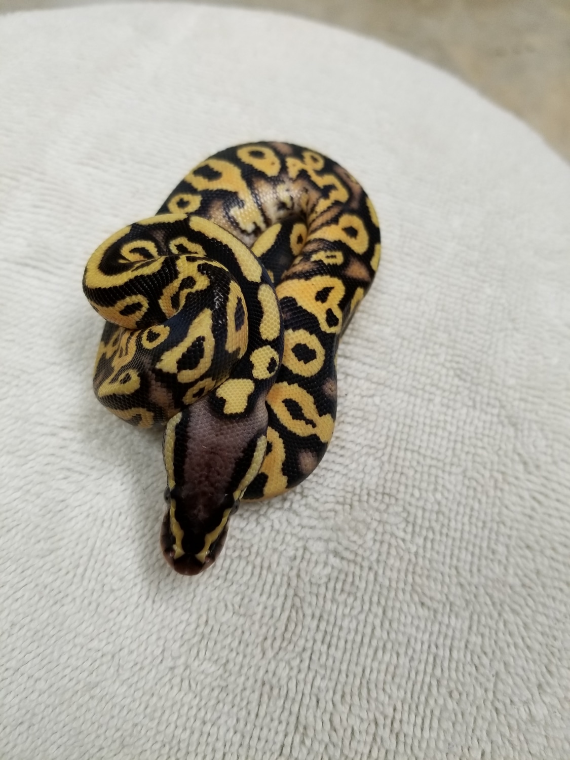 Pastel Gravel Ball Python by Tom Harbin Reptiles - MorphMarket