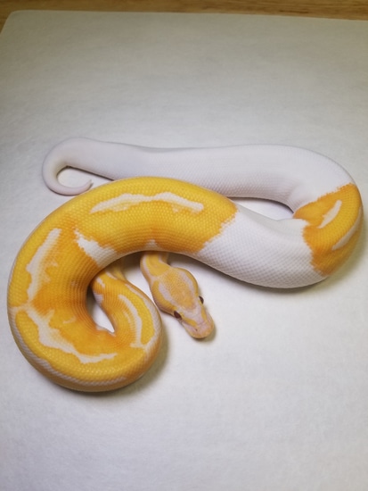 Dreamsicle Ball Python by Tom Harbin Reptiles