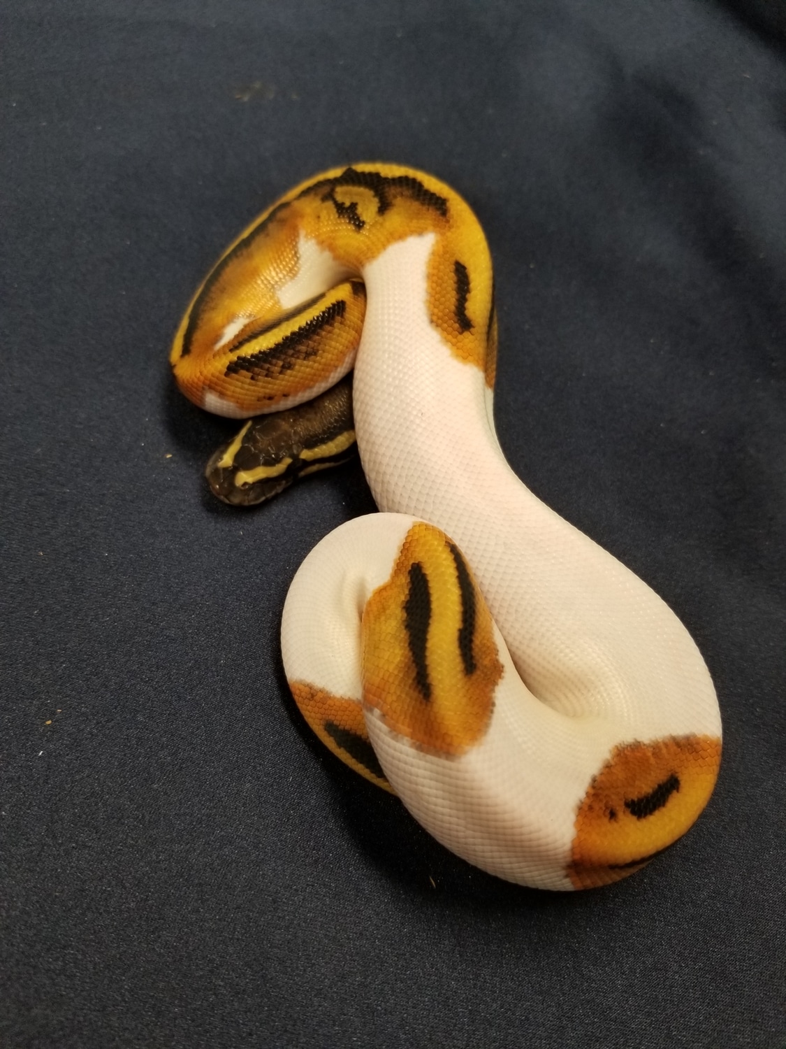Piebald Het Lavender Albino SALE Ball Python by Tom Harbin Reptiles ...