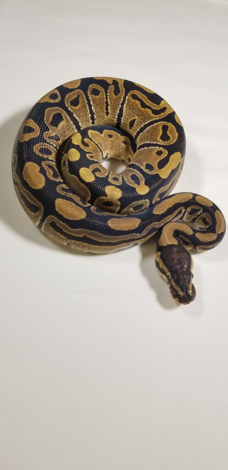 Het Monarch Ball Python by Tom Harbin Reptiles - MorphMarket