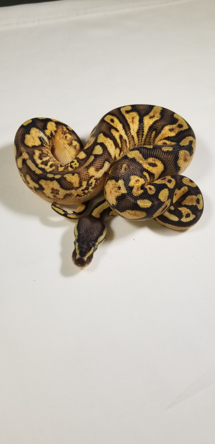 Pastel Calico Gravel Ball Python by Tom Harbin Reptiles - MorphMarket