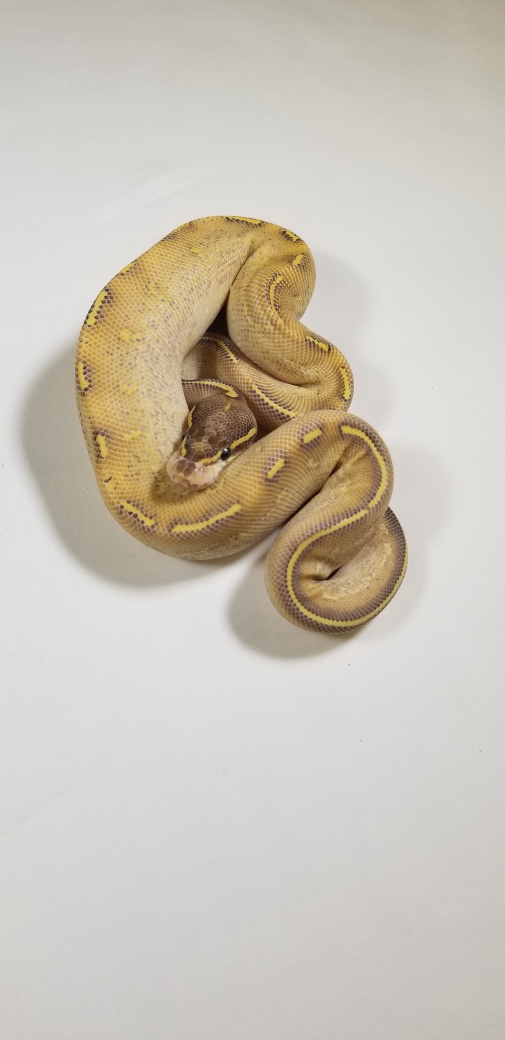 Mojave Highway Ball Python by Tom Harbin Reptiles - MorphMarket