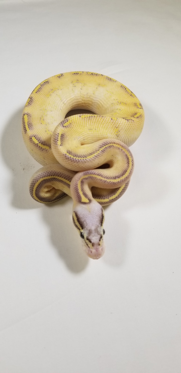 Pastel Highway Ball Python by Tom Harbin Reptiles - MorphMarket