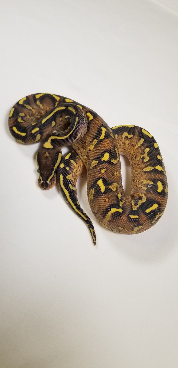 Super Gravel Ball Python by Tom Harbin Reptiles - MorphMarket