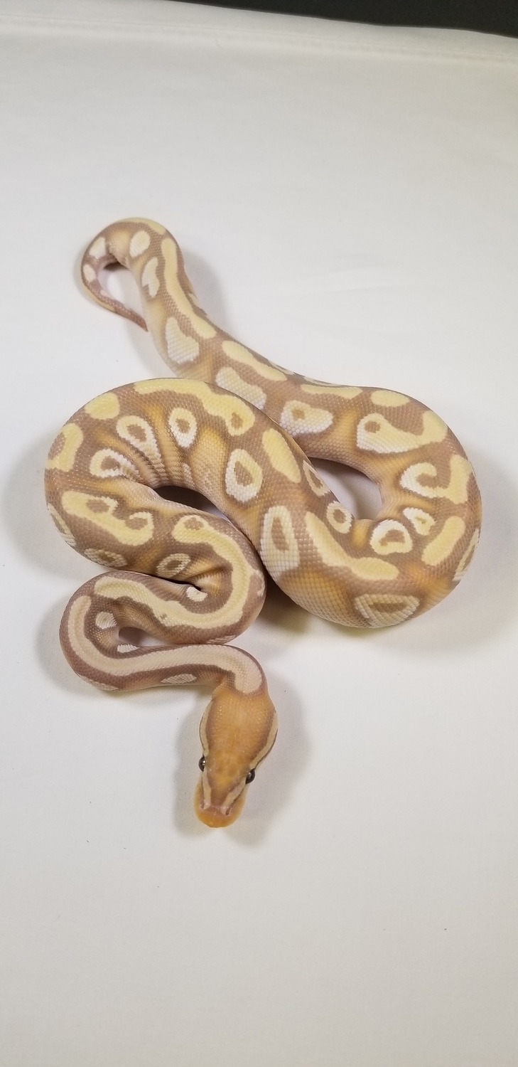 Banana Mojave Orange Dream Het Clown Ball Python by Tom Harbin Reptiles ...