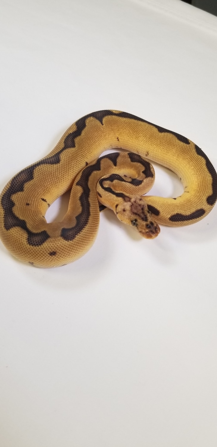 Pastel Super Blade Clown Ball Python by Tom Harbin Reptiles - MorphMarket