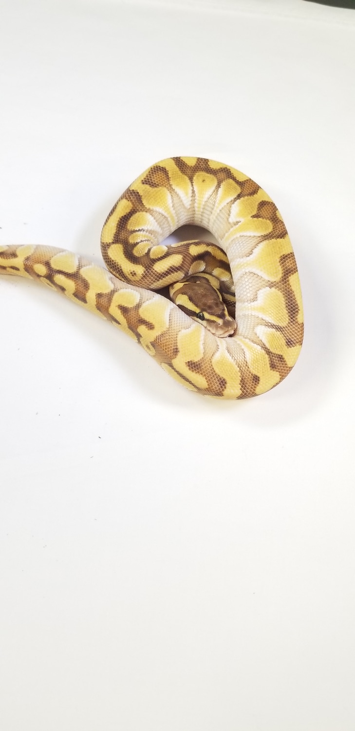 Lesser Enchi Het Clown Ball Python by Tom Harbin Reptiles - MorphMarket