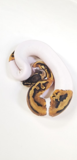 Piebald Het Lavender Albino Ball Python by Tom Harbin Reptiles ...