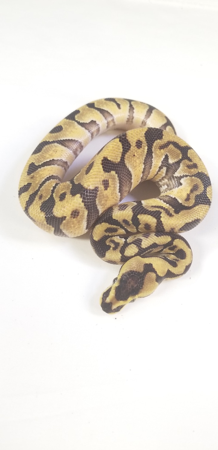 Super Enchi Het Albino Ball Python by Tom Harbin Reptiles - MorphMarket
