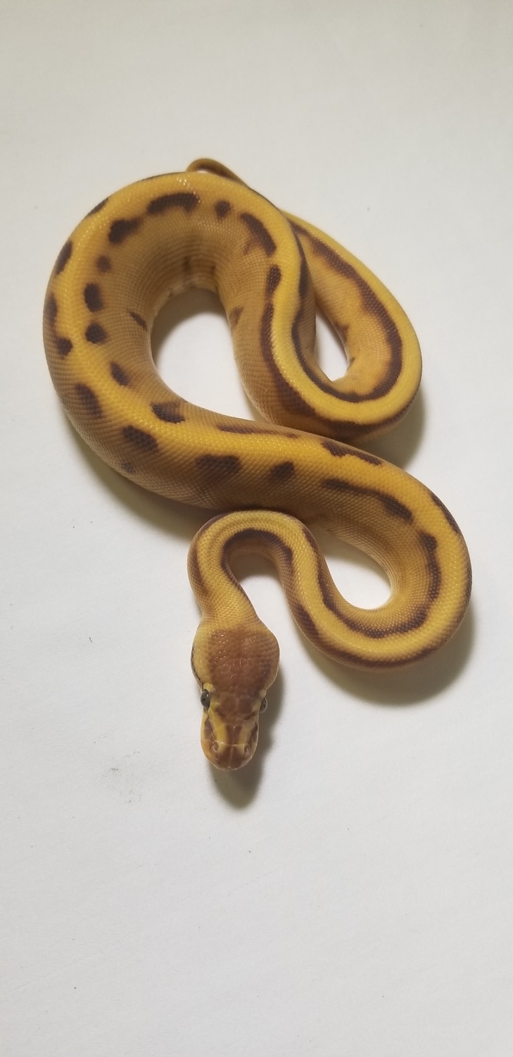 Monarch G Stripe Ball Python by Tom Harbin Reptiles - MorphMarket