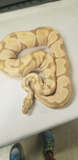 Toffee Pair PROVEN MALE AND FEMALE Ball Python by Tom Harbin Reptiles