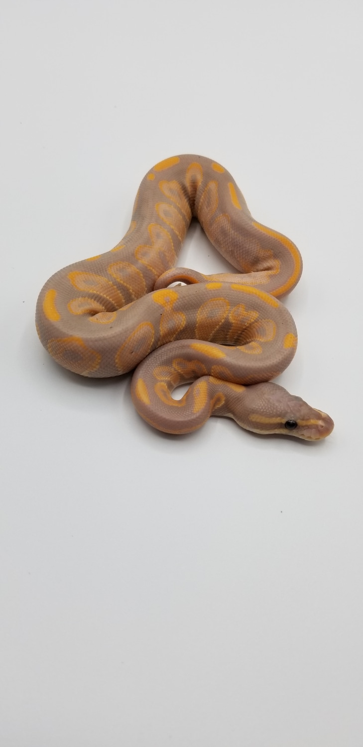 Banana Black Pastel Ball Python by Tom Harbin Reptiles - MorphMarket