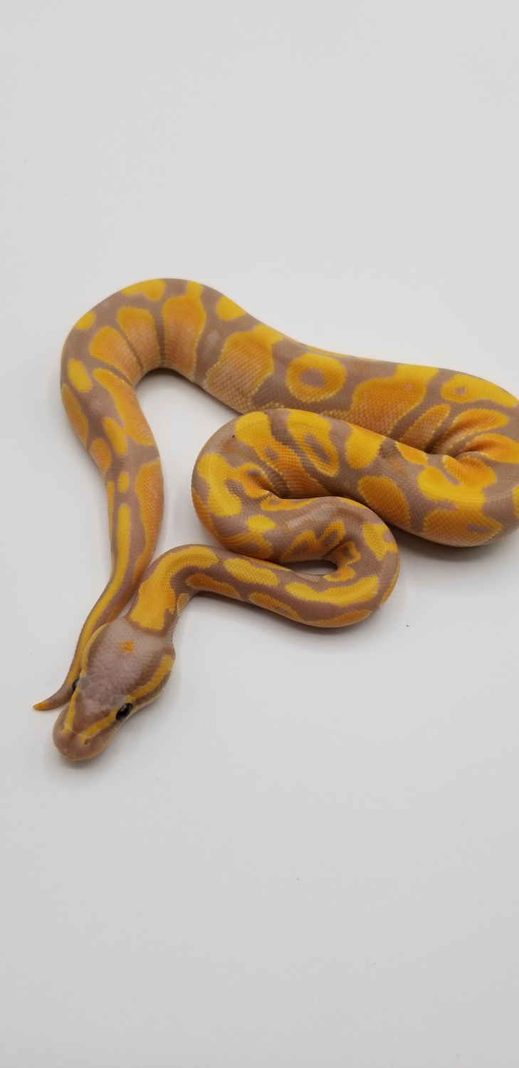 Banana Orange Dream Ball Python by Tom Harbin Reptiles - MorphMarket