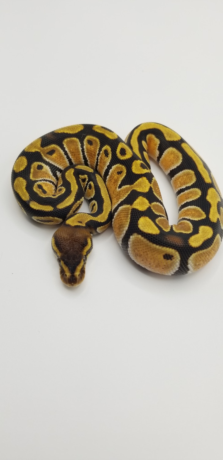 Cypress Orange Dream Ball Python by Tom Harbin Reptiles - MorphMarket