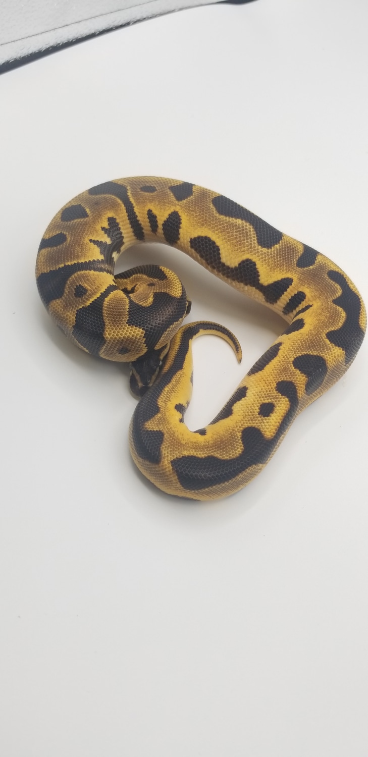 Leopard Orange Dream 50% Het Clown Ball Python by Tom Harbin Reptiles ...