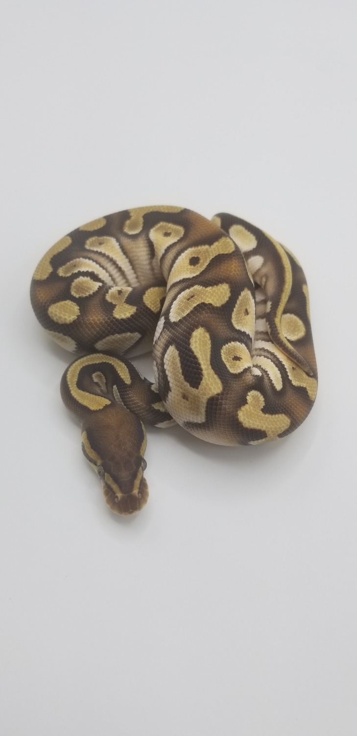 Orange Dream Mojave Het Clown Ball Python by Tom Harbin Reptiles ...