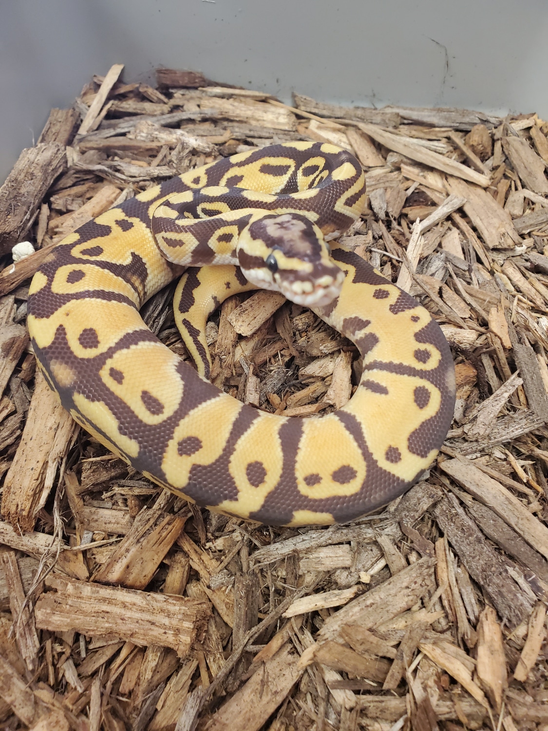 Pastel Monarch Ball Python by Tom Harbin Reptiles - MorphMarket