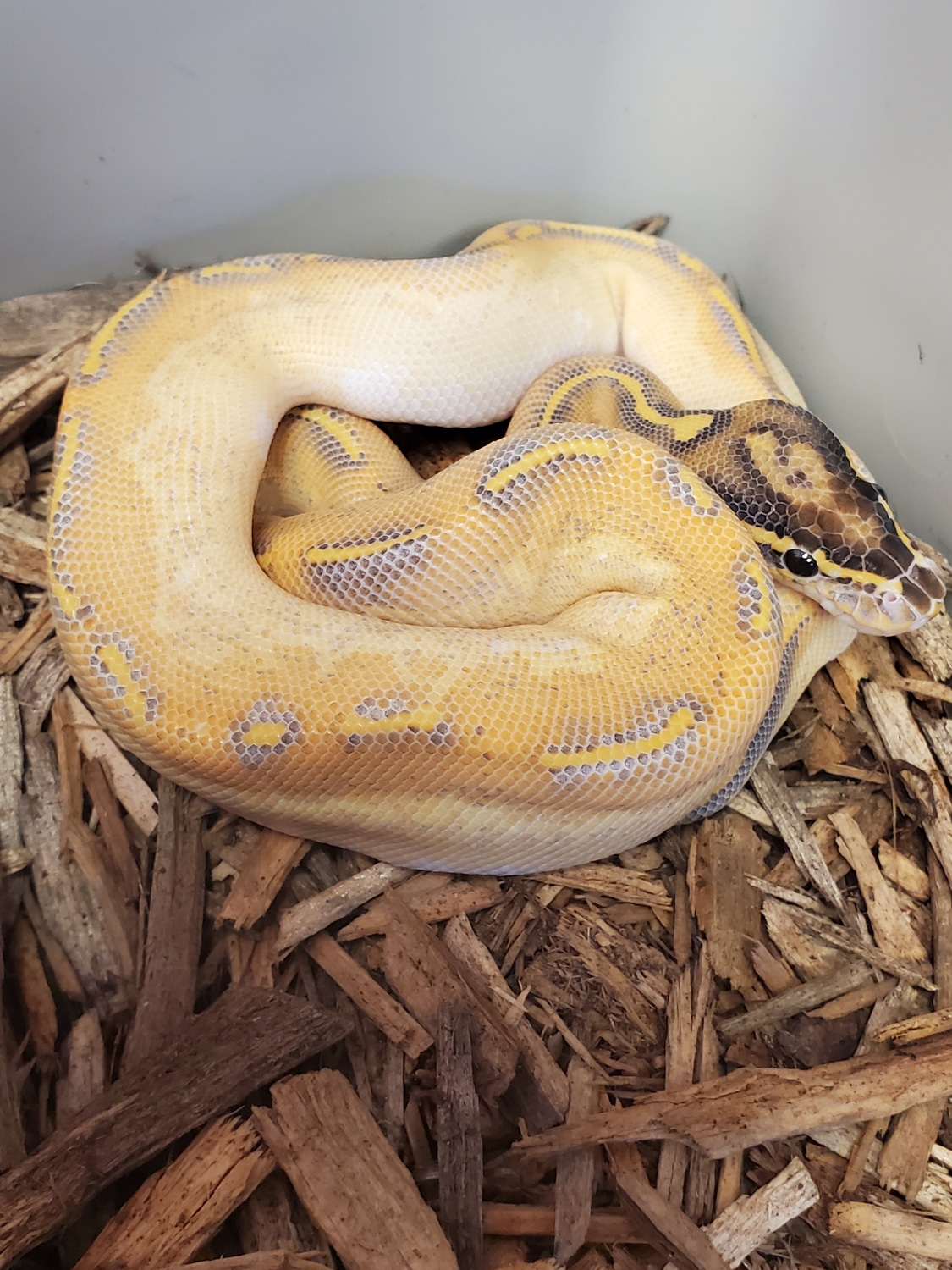Highway Orange Dream Calico Ball Python by Tom Harbin Reptiles - MorphMarket