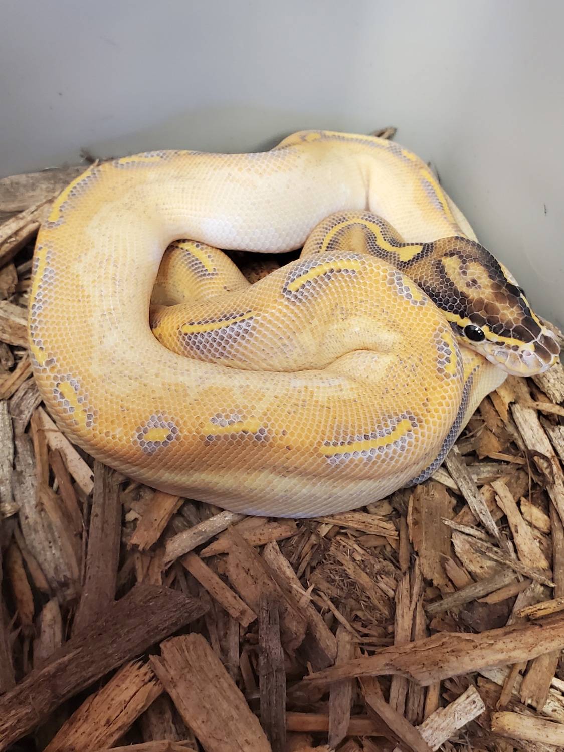 Highway Orange Dream Calico Ball Python by Tom Harbin Reptiles ...