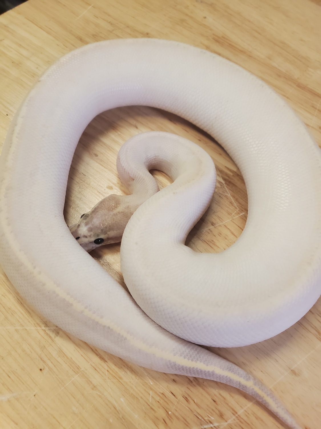 Blackhead Ivory Female 2020 Ball Python by Tom Harbin Reptiles ...