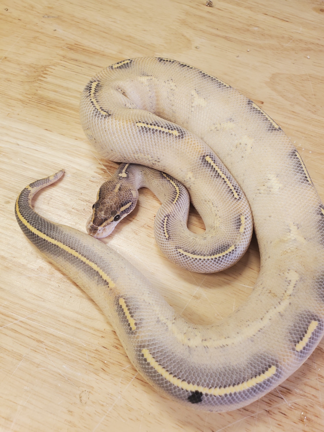 Super Blackhead Highway Ball Python by Tom Harbin Reptiles - MorphMarket