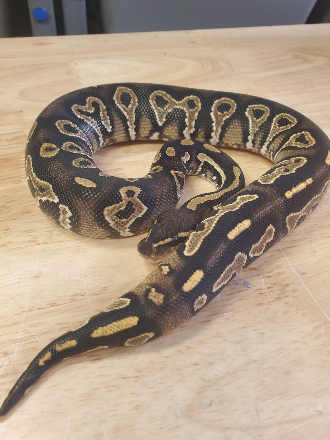 Super Blackhead YB Or Gravel Ball Python by Tom Harbin Reptiles ...