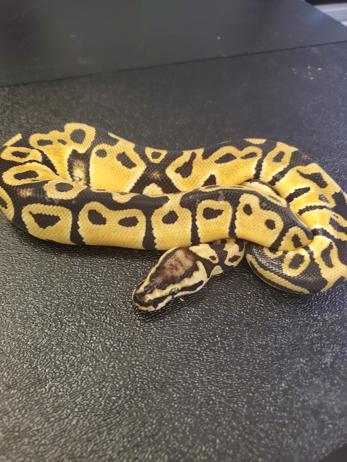 SALE! DH Monarch/Clown Pastel Ball Python by Tom Harbin Reptiles ...