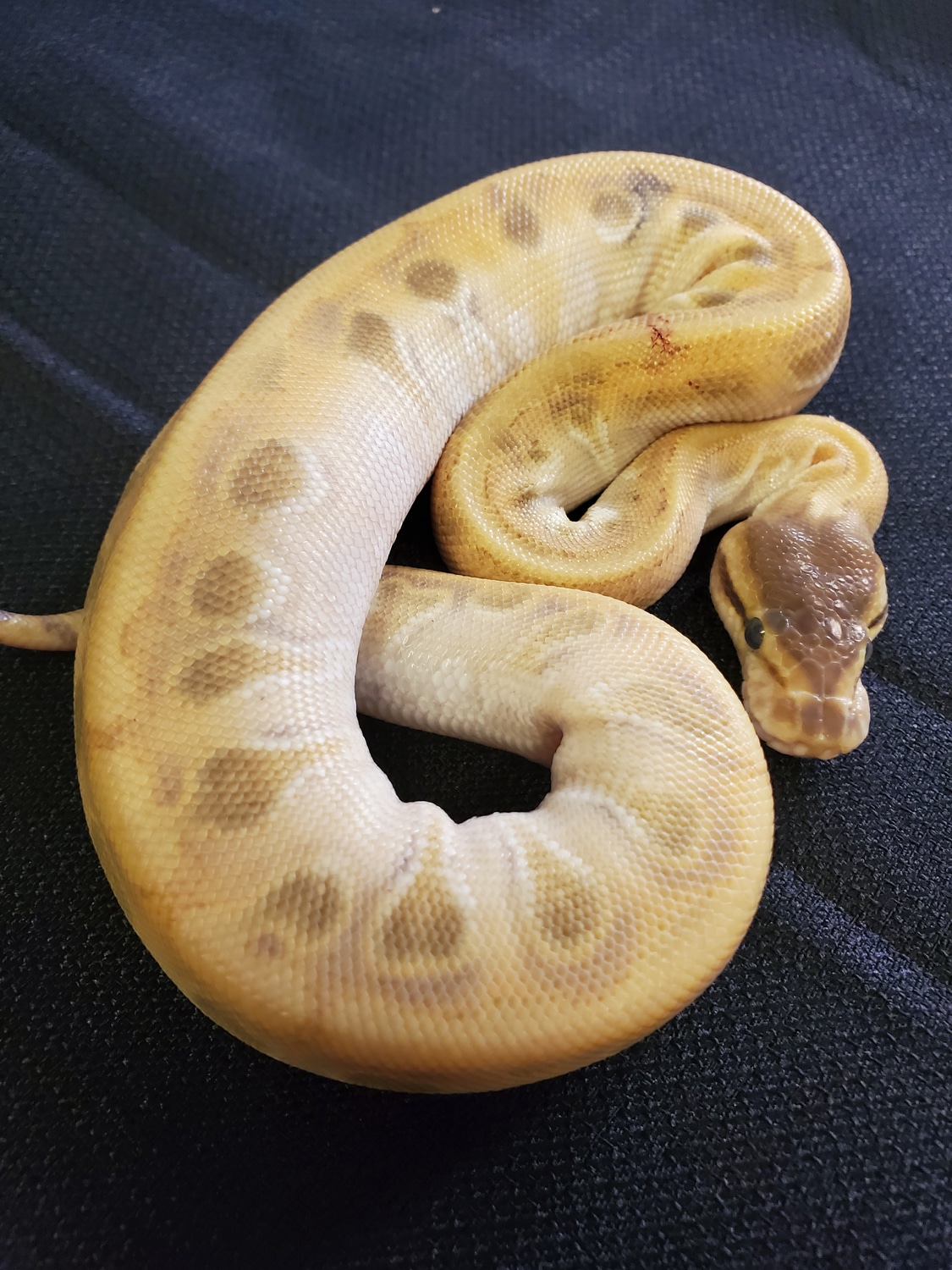 Odium Mojave Yellowbelly Combo Ball Python by Tom Harbin Reptiles ...