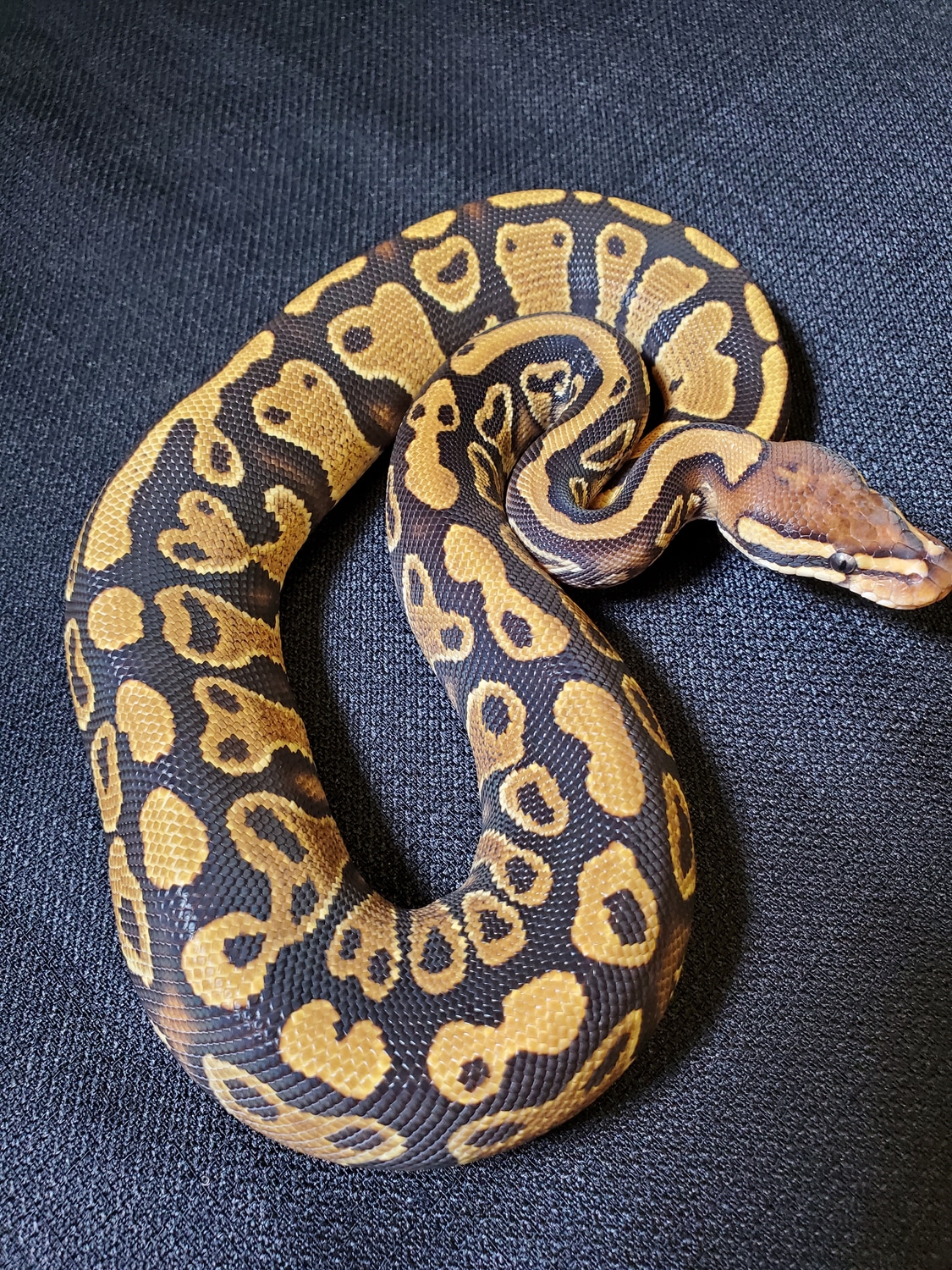 Trojan Yellowbelly Ball Python by Tom Harbin Reptiles - MorphMarket