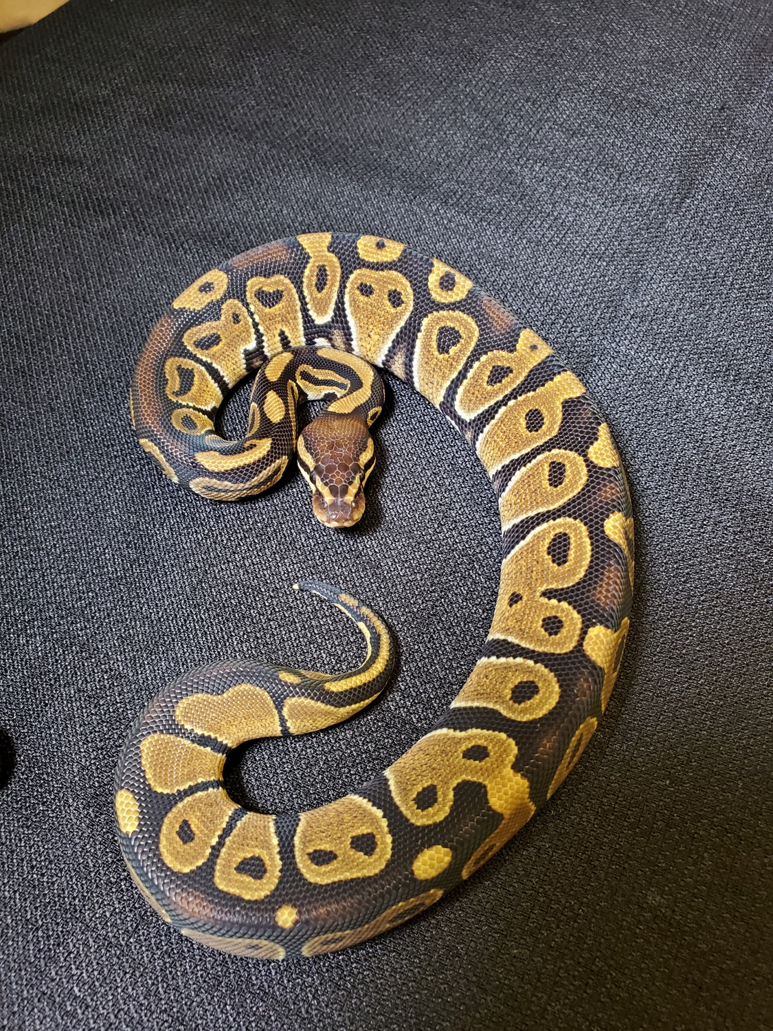PAIR 100% Het Monarch Ball Python by Tom Harbin Reptiles - MorphMarket